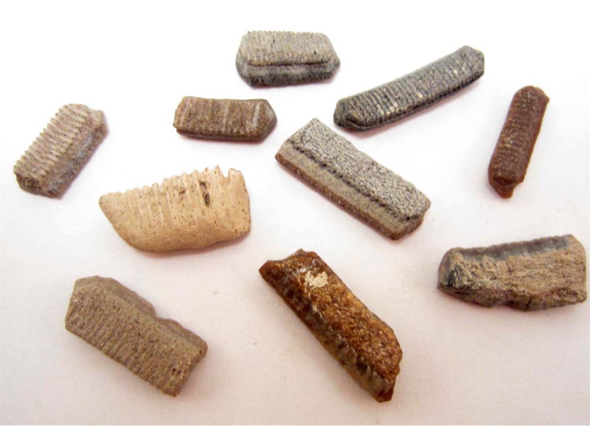 Manta Ray Teeth Education Manta Watch NZ