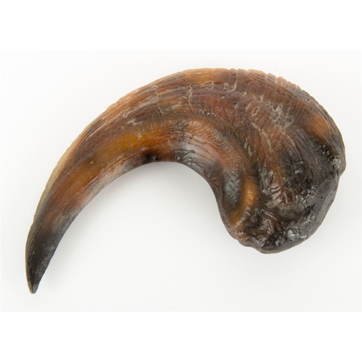 Raptor Claw Jurassic Park