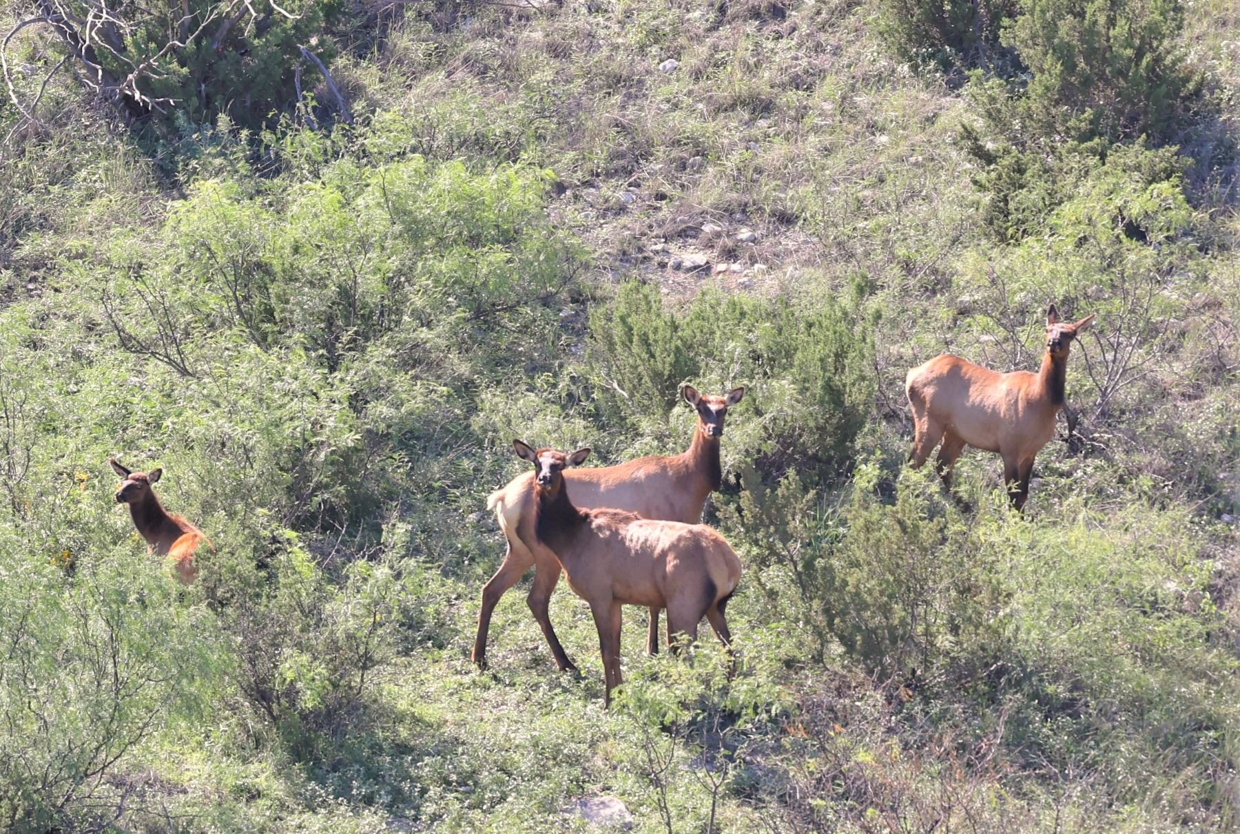 14 - WILDLIFE SYSTEMS, INC.: West Texas Free-Range Cow - Online Hunting ...