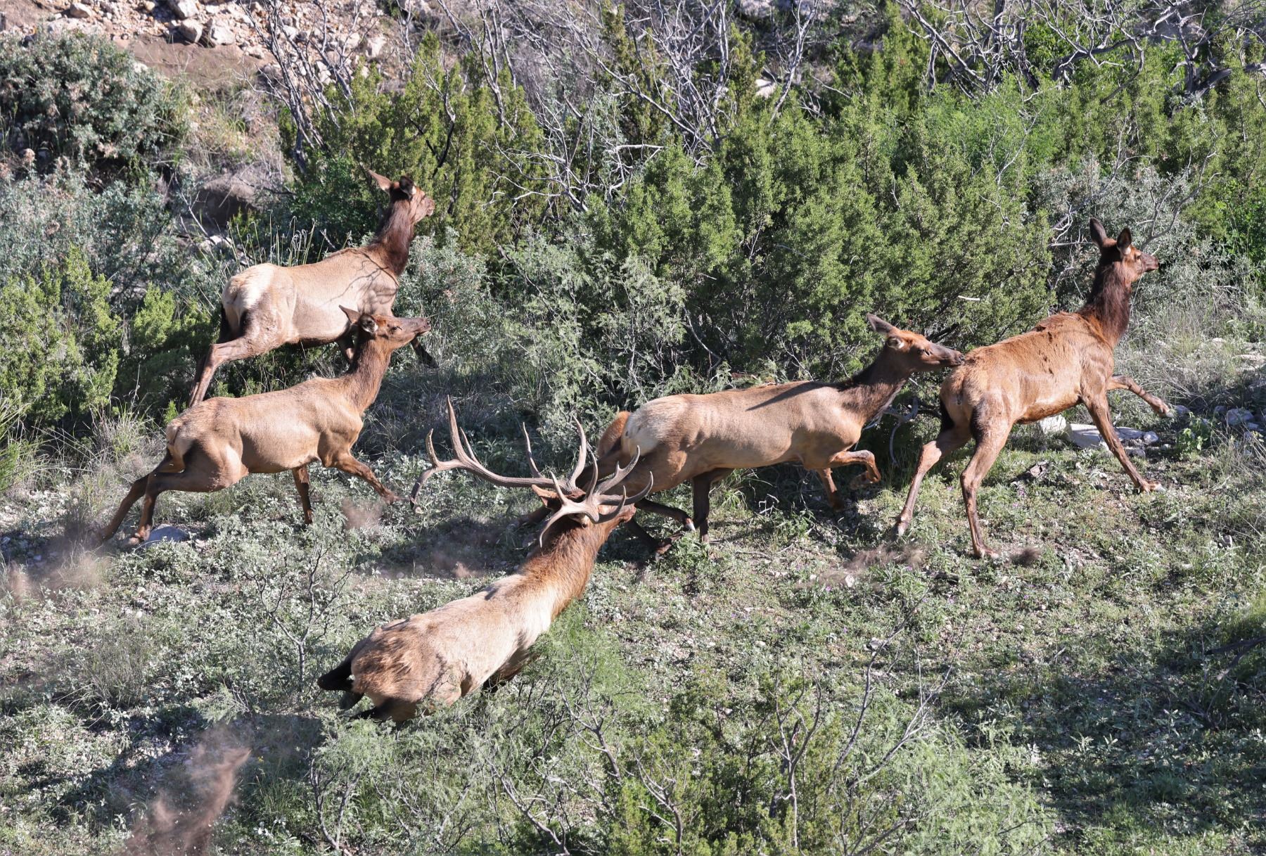14 - WILDLIFE SYSTEMS, INC.: West Texas Free-Range Cow - Online Hunting ...