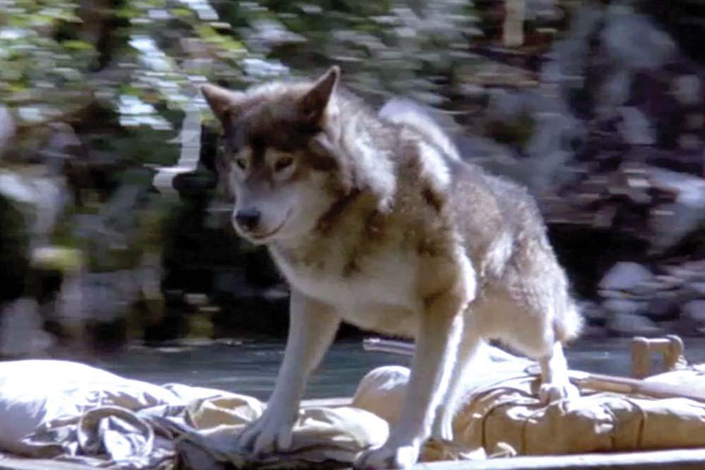 Animals Wolf Wolves Fangs